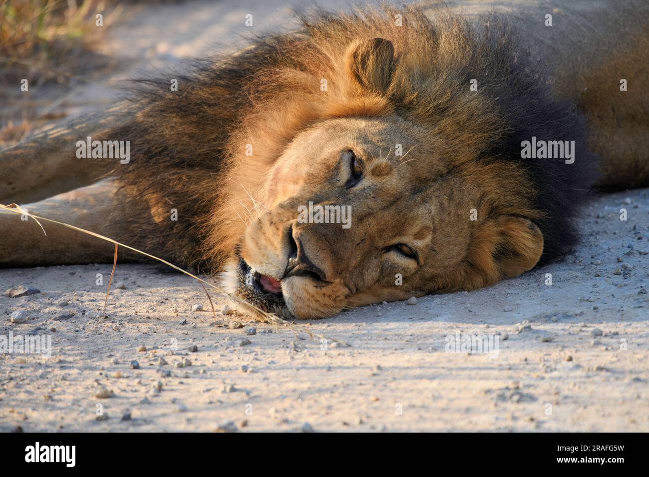 Lion in the wild Stock Photo - Alamy