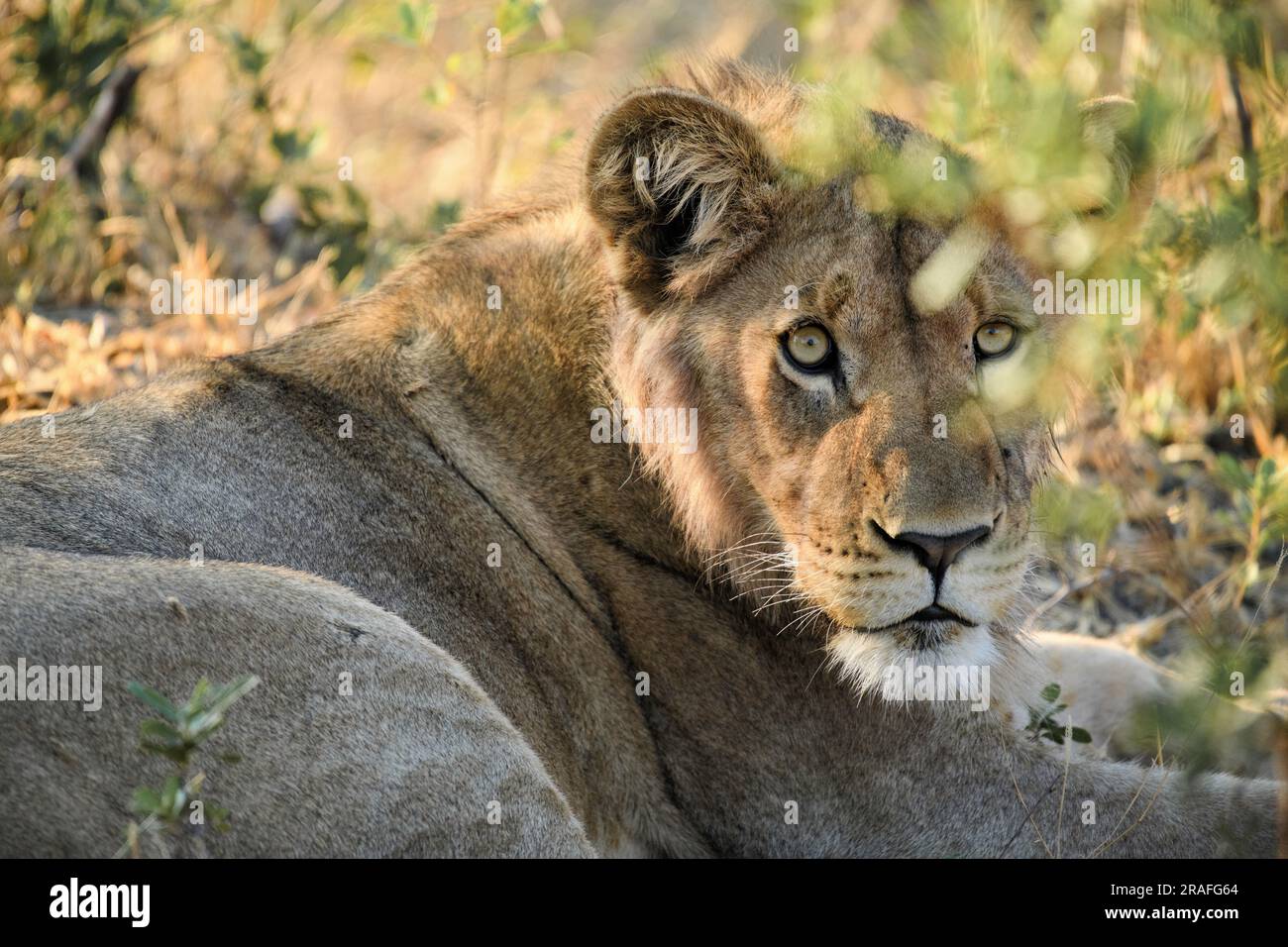 Lioness in the wild Stock Photo - Alamy