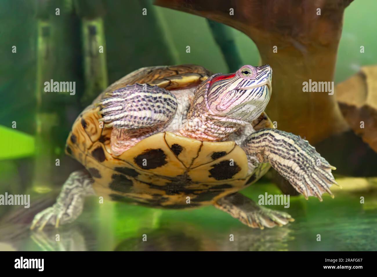 Domestic red eared turtle, Trachemys scripta in aquarium. Pond slider ...