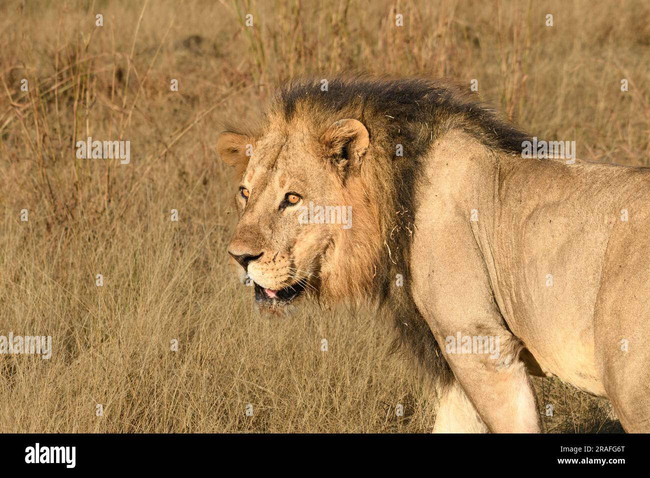 Lion in the wild Stock Photo - Alamy