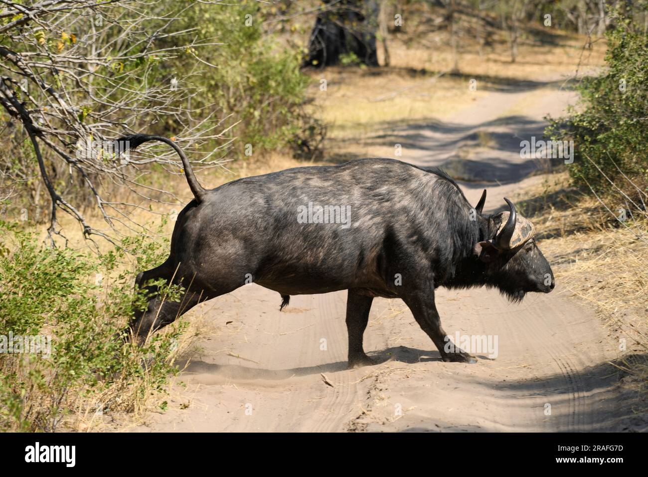 Namibia buffalo hi-res stock photography and images - Alamy