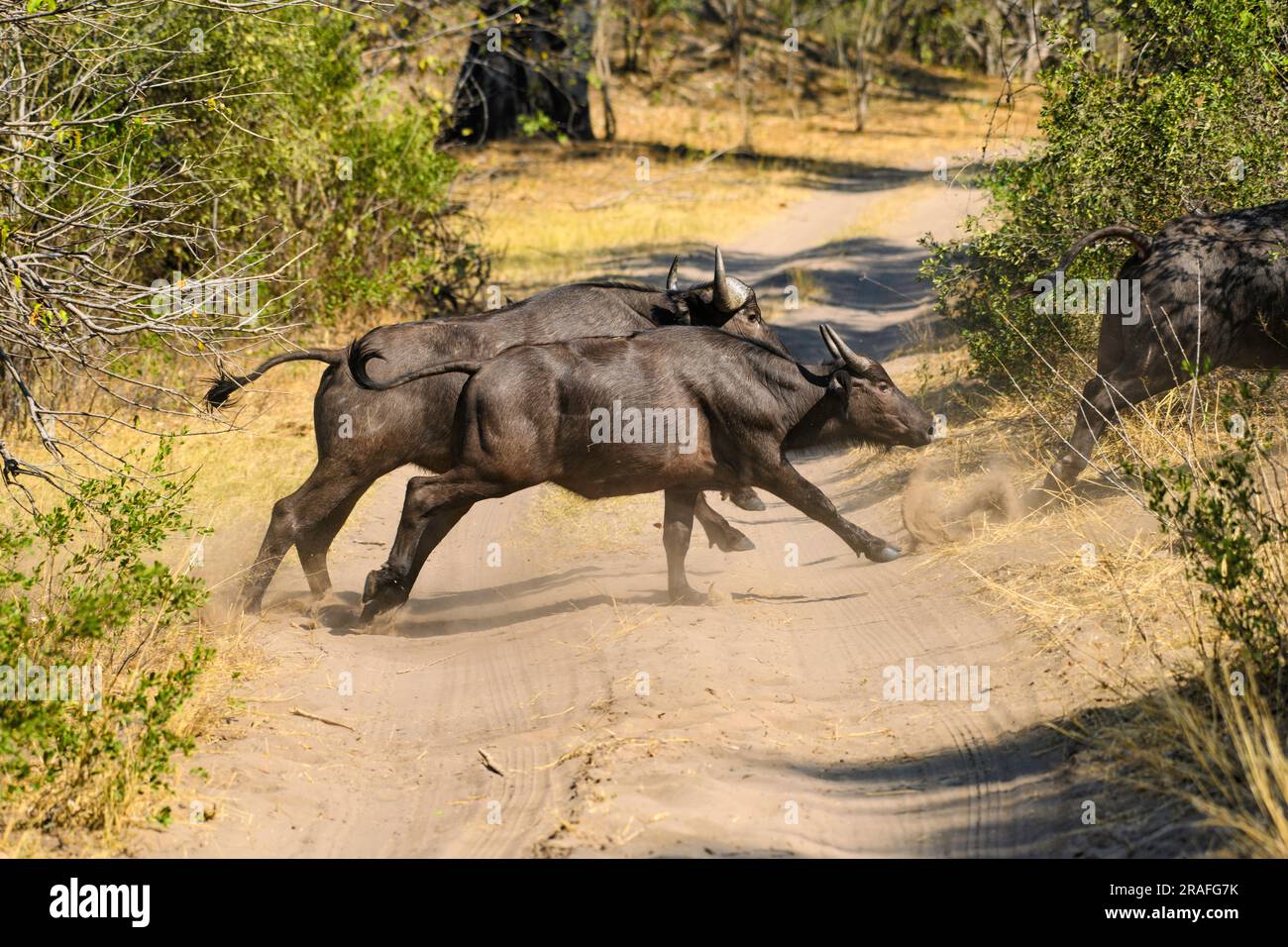 Buffalo in Namibia Stock Photo - Alamy