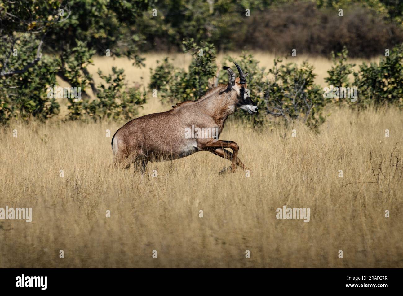 Roan antelope in the wild Stock Photo - Alamy