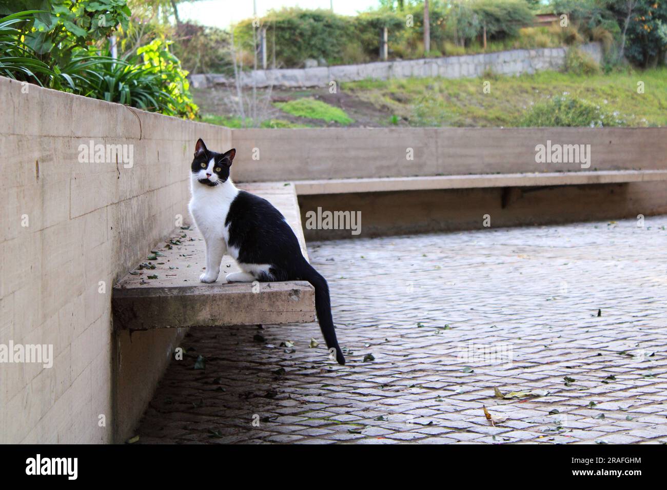 Stray lifestyle hi-res stock photography and images - Alamy