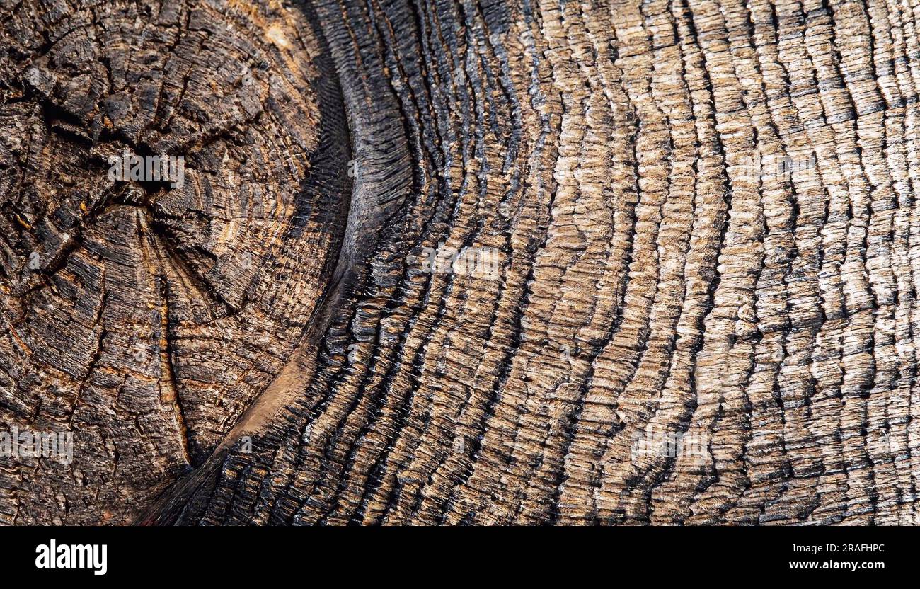 Tree stump cut, wooden background from top view. Black and white ...