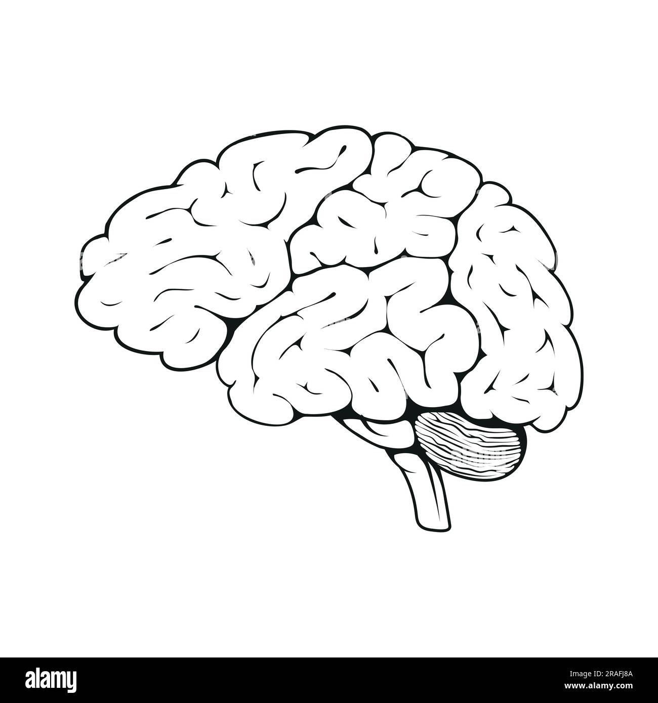 Brain. Vector illustration of a sketch the human internal organ ...