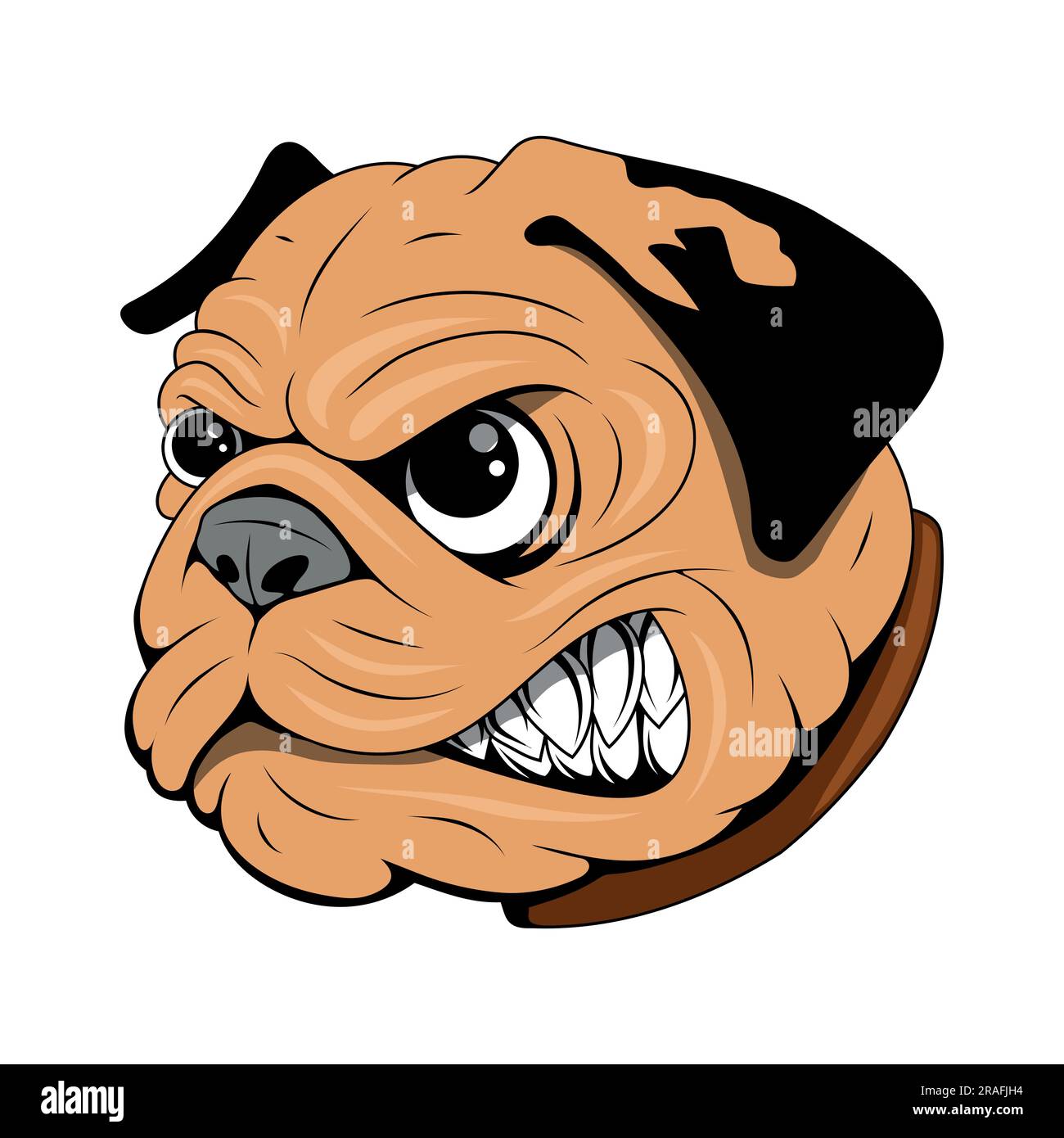 Angry black pug dog white hi-res stock photography and images - Alamy