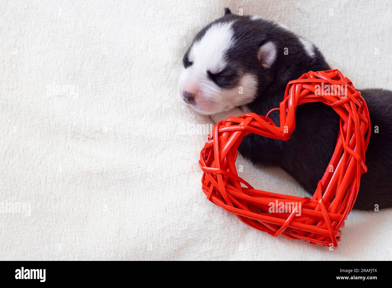 Cute siberian husky puppy sleeps with red heart on a white fluffy ...