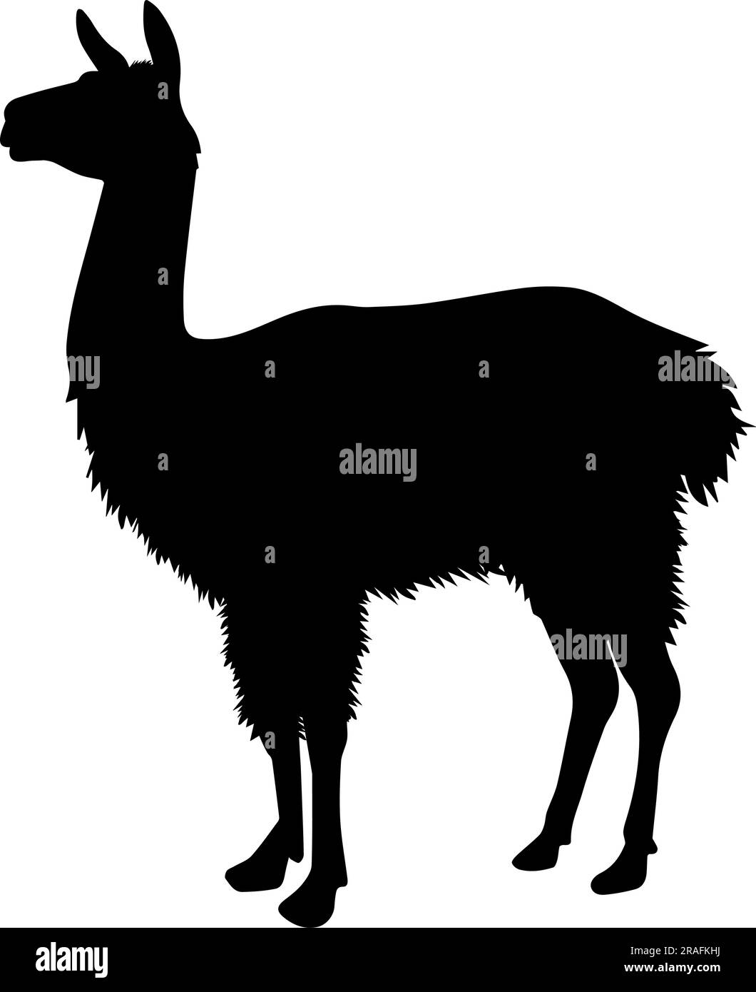 Alpaca isolated on white Stock Vector Images - Alamy