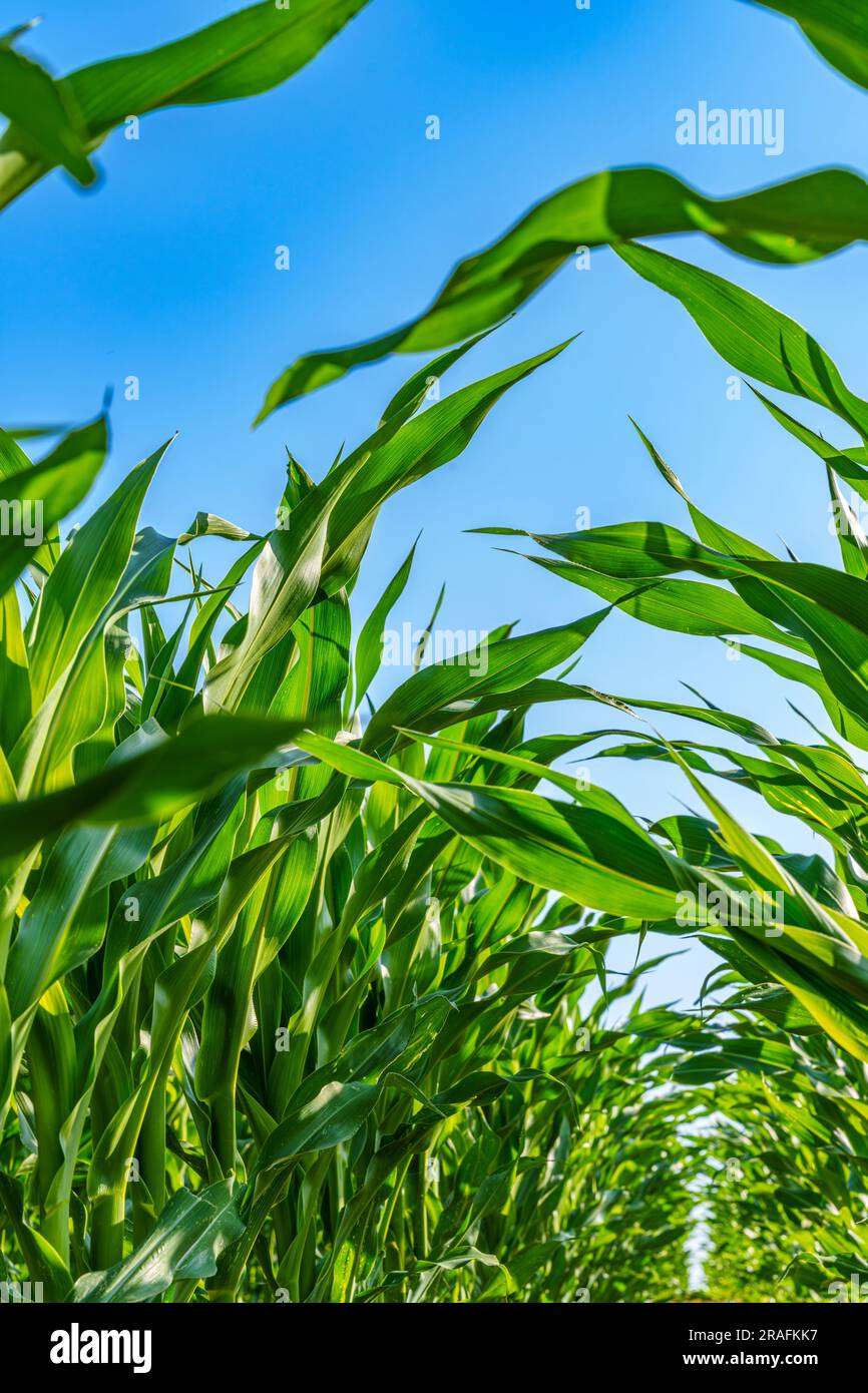 Corn field close up. Selective focus. Green Maize Corn Field Plantation ...