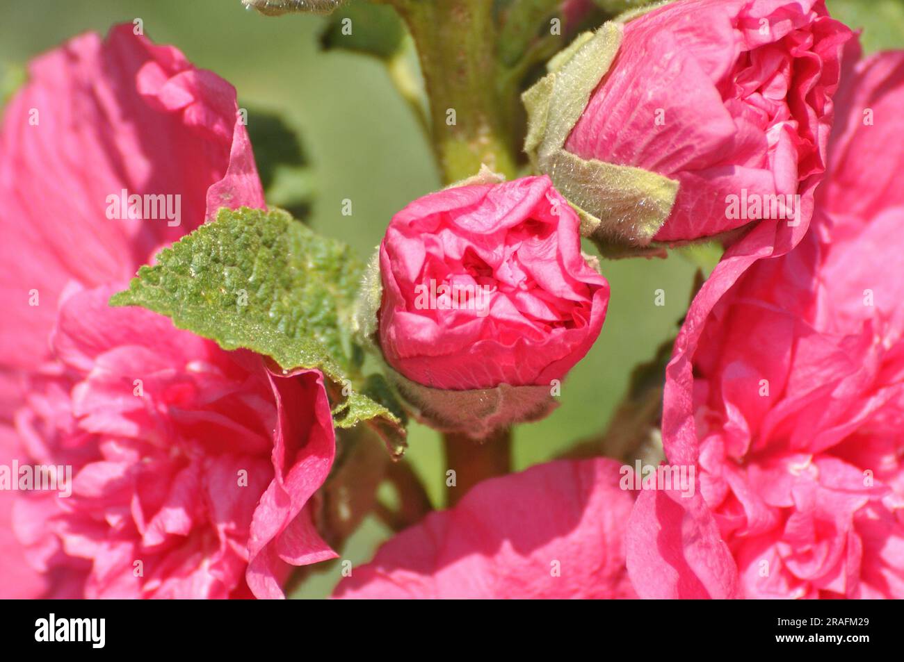 Pink mallow flower with buds hi-res stock photography and images - Alamy