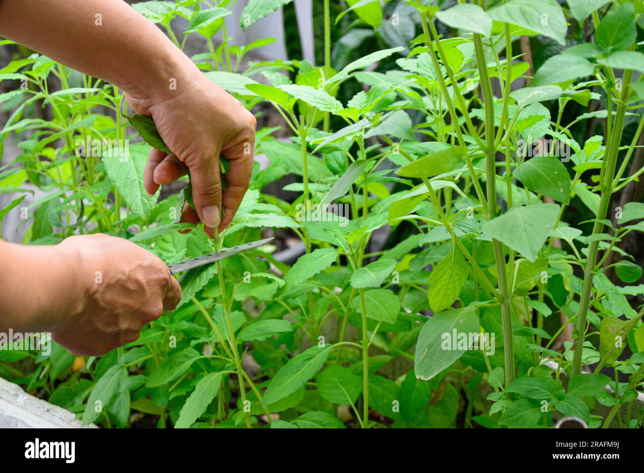 Farmers picking produce in the vegetable garden Stock Photo - Alamy