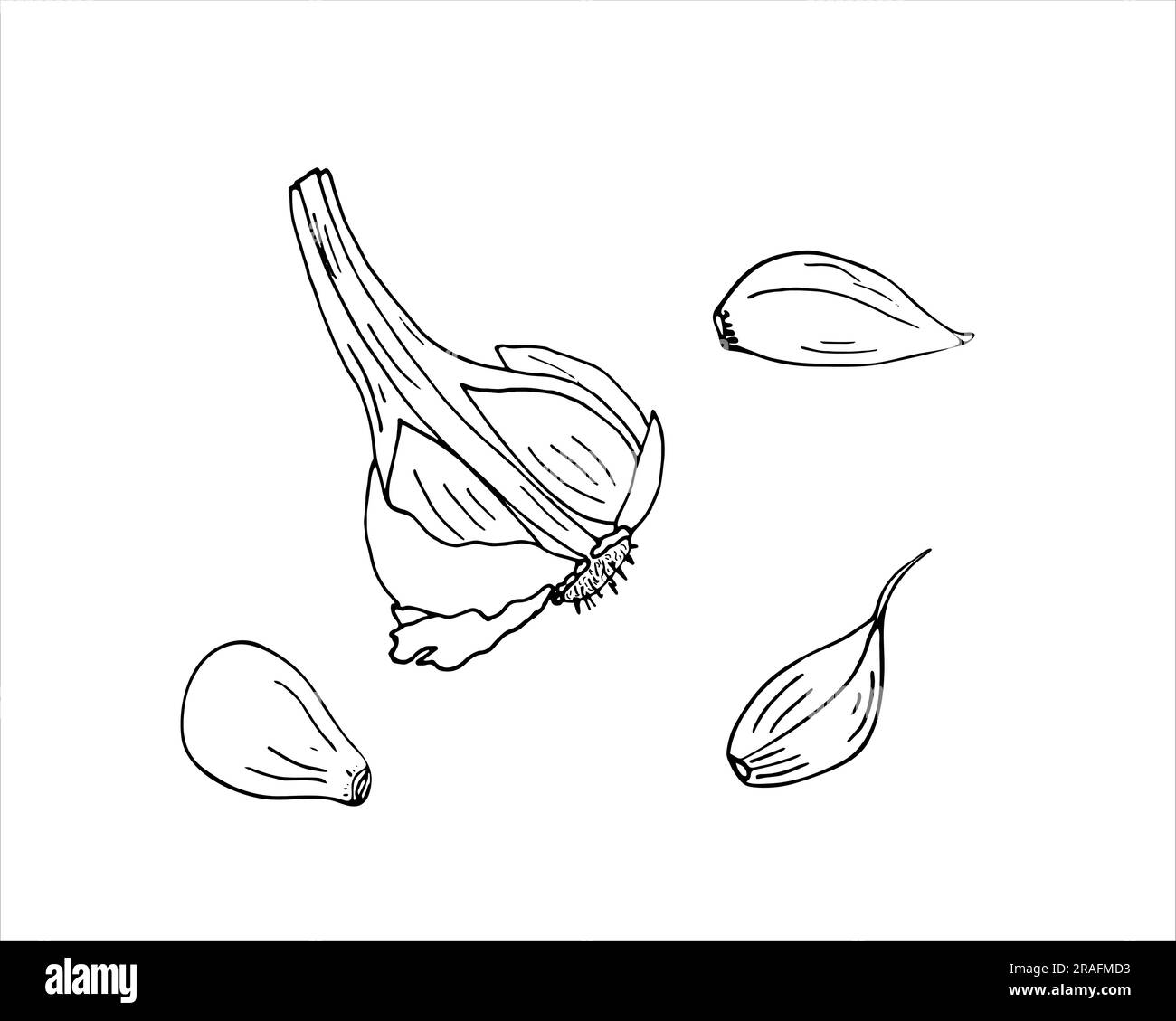 Set of hand drawn monochrome different garlic sketch style, Garlic ...