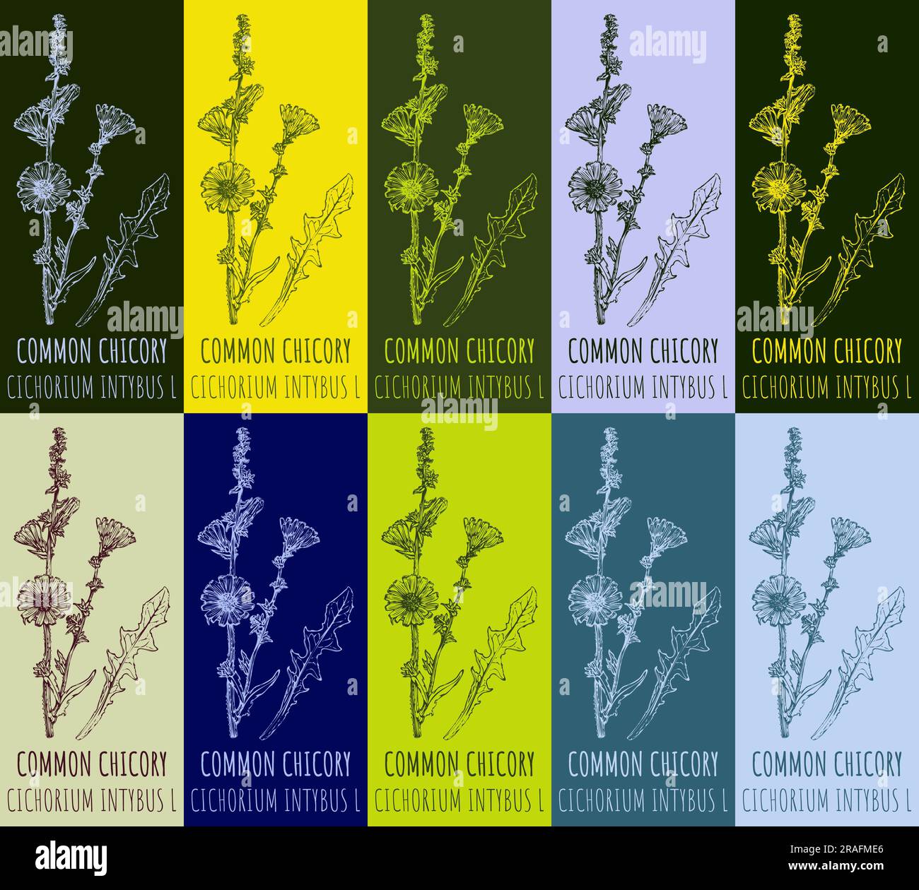 Set of drawing of COMMON CHICORY in various colors. Hand drawn ...