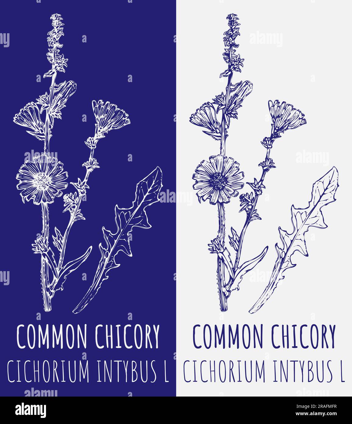 Drawings COMMON CHICORY. Hand drawn illustration. Latin name CICHORIUM ...
