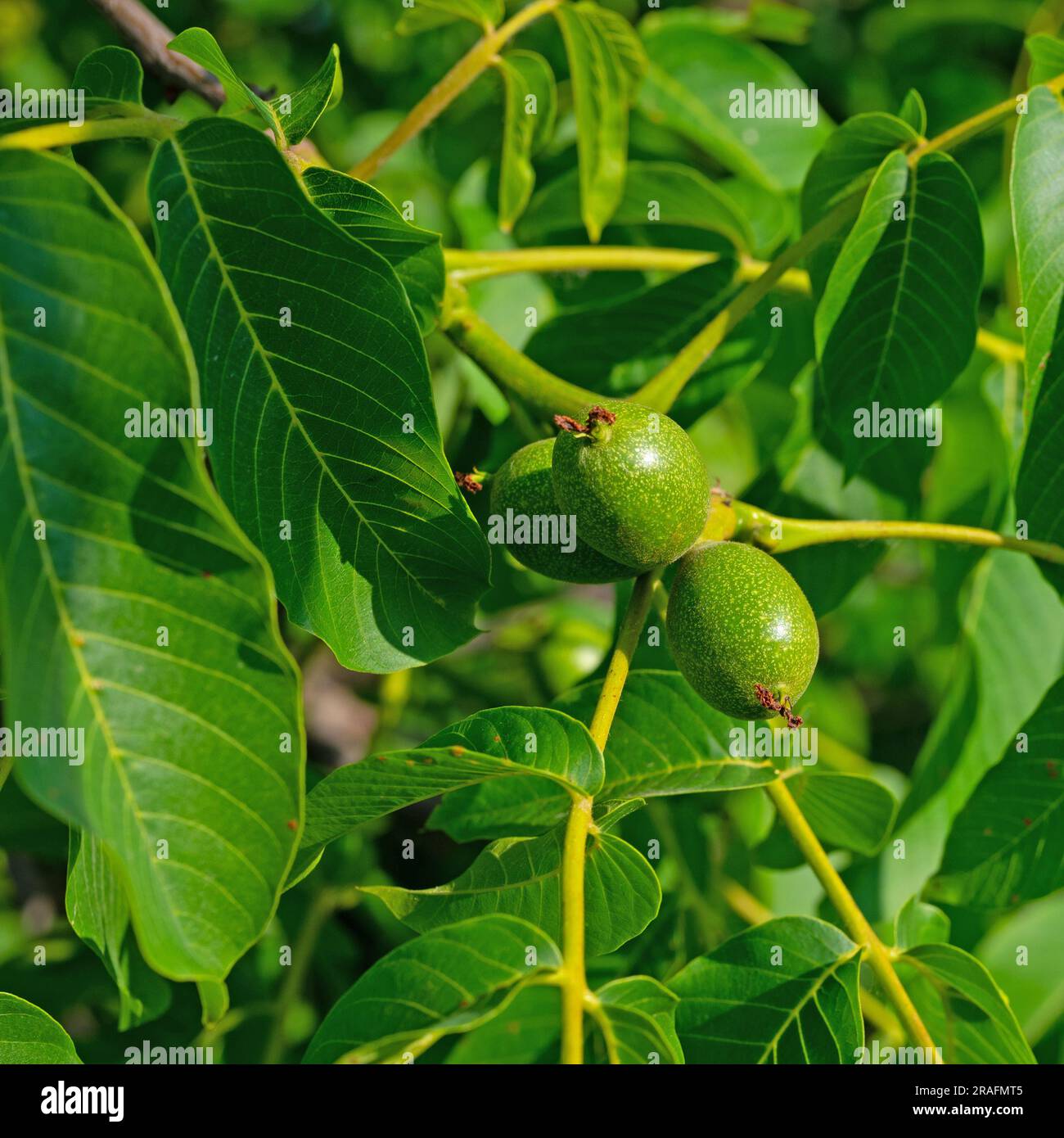 Green walnuts, Juglans regia, close-up Stock Photo - Alamy