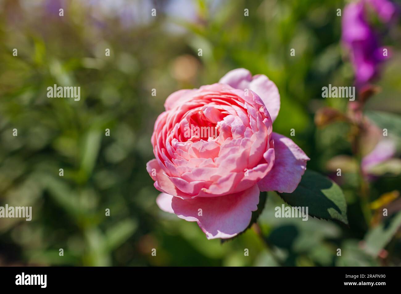 Pink The Alnwick rose blooming in summer garden by foxgloves. Double ...