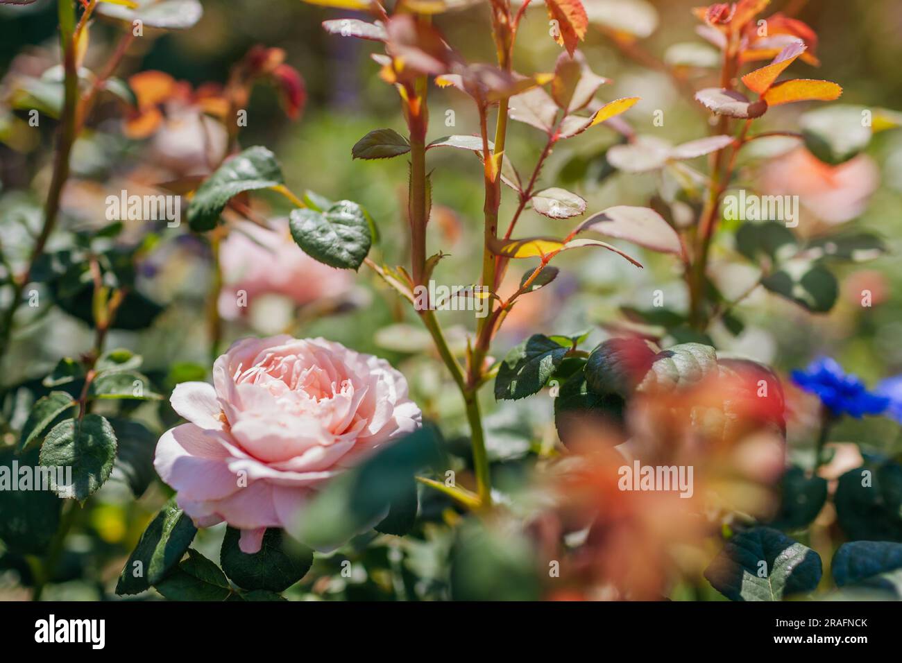 Pink Queen of Sweden rose blooming in summer garden by blue bachelors ...