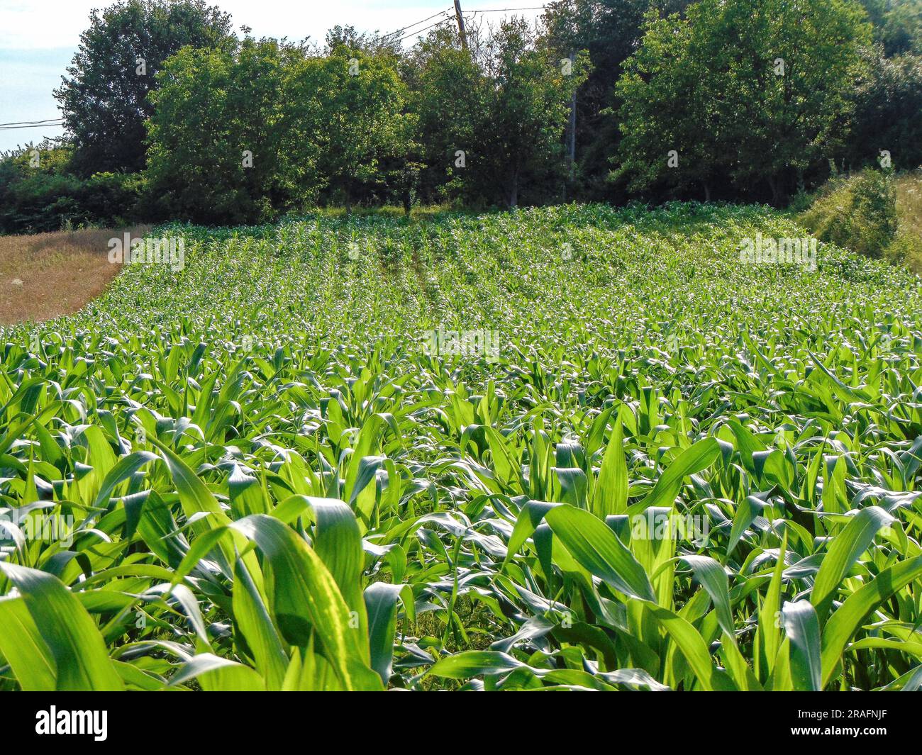 Green corn in early July in Maramures county, Romania Stock Photo - Alamy