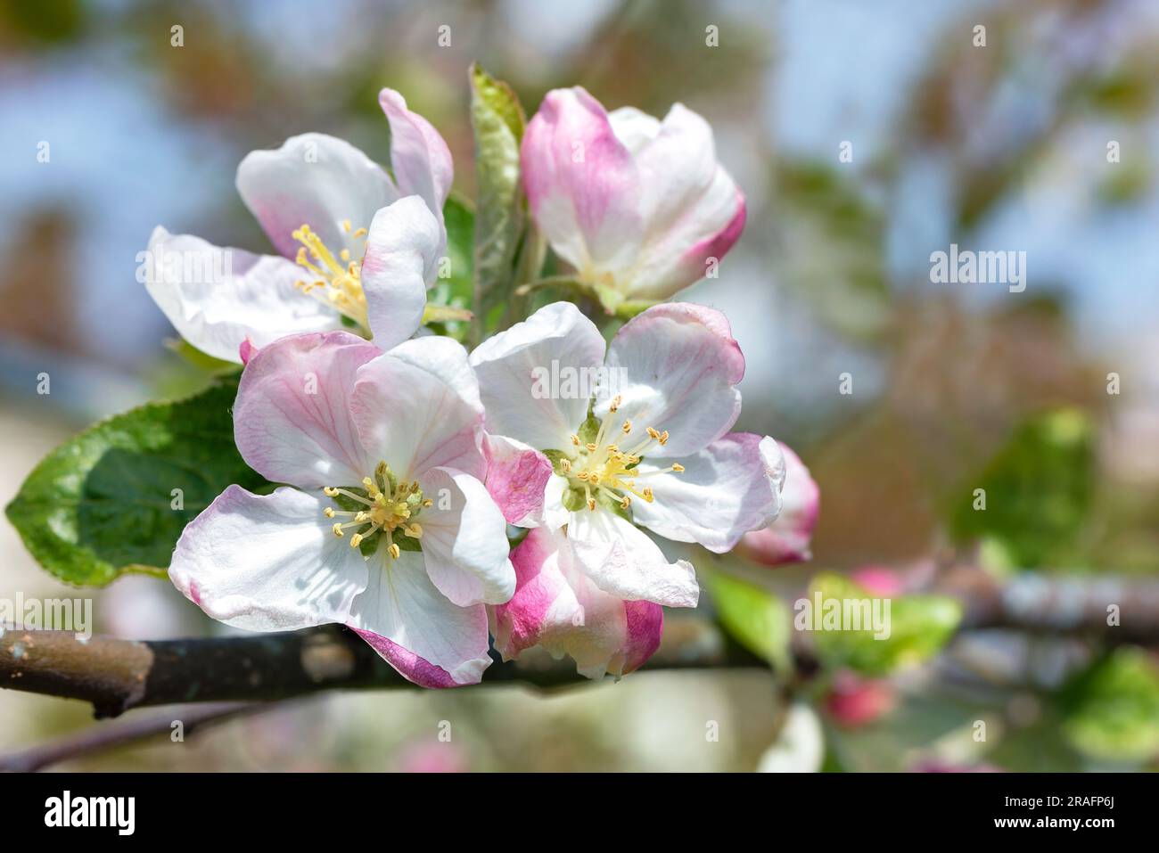 The pistils and stamens of a blooming apple tree flower close-up in ...
