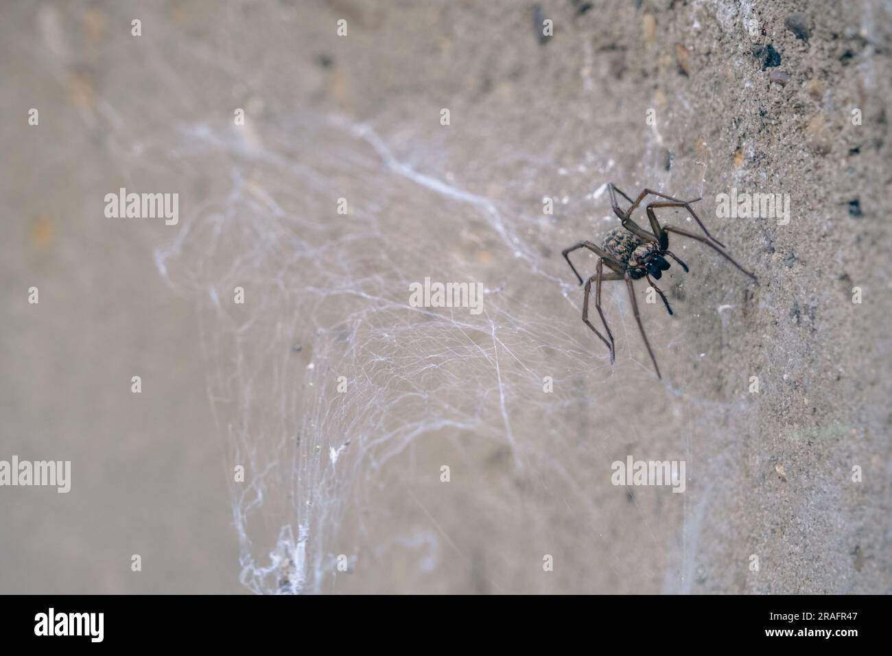 A house spider waiting for a fly - a cobweb and a stone in the ...