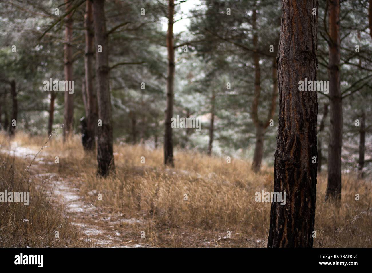 forest path between trees in winter Stock Photo - Alamy
