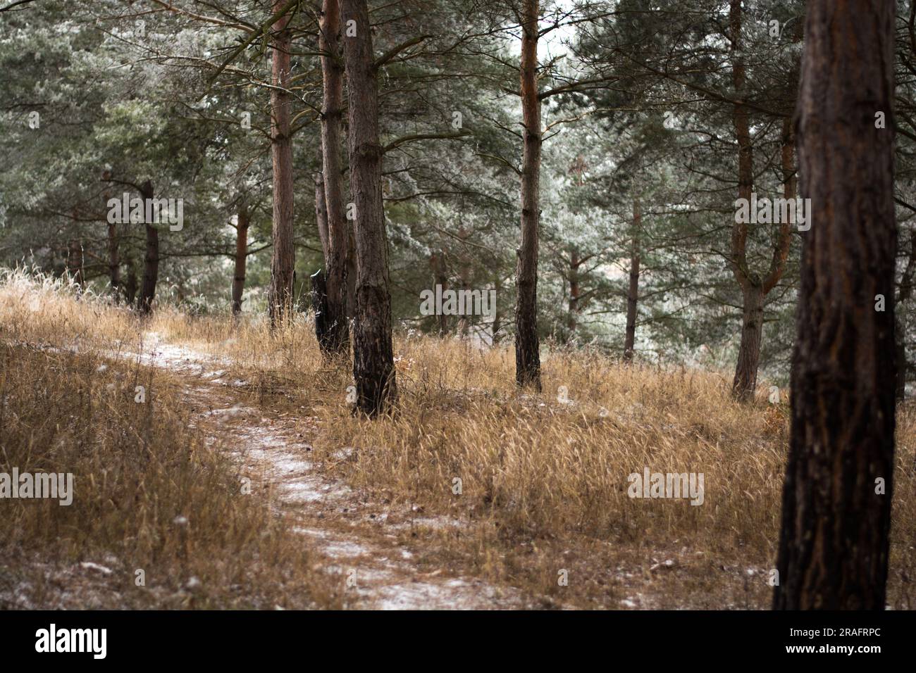 Pine forest winter hi-res stock photography and images - Alamy