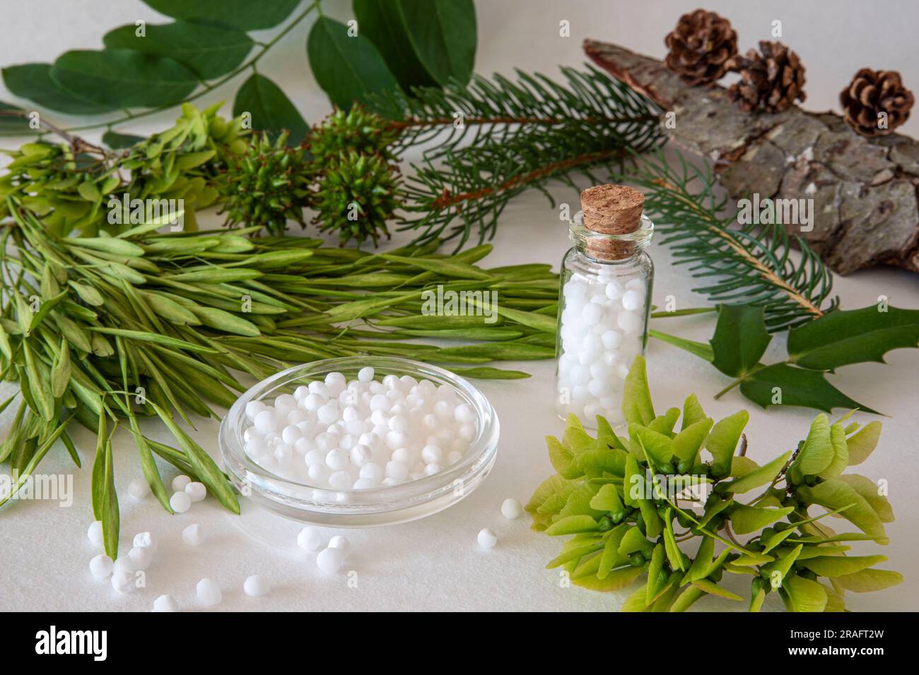 Alternative medicine with white homeopathic granules and natural plants ...