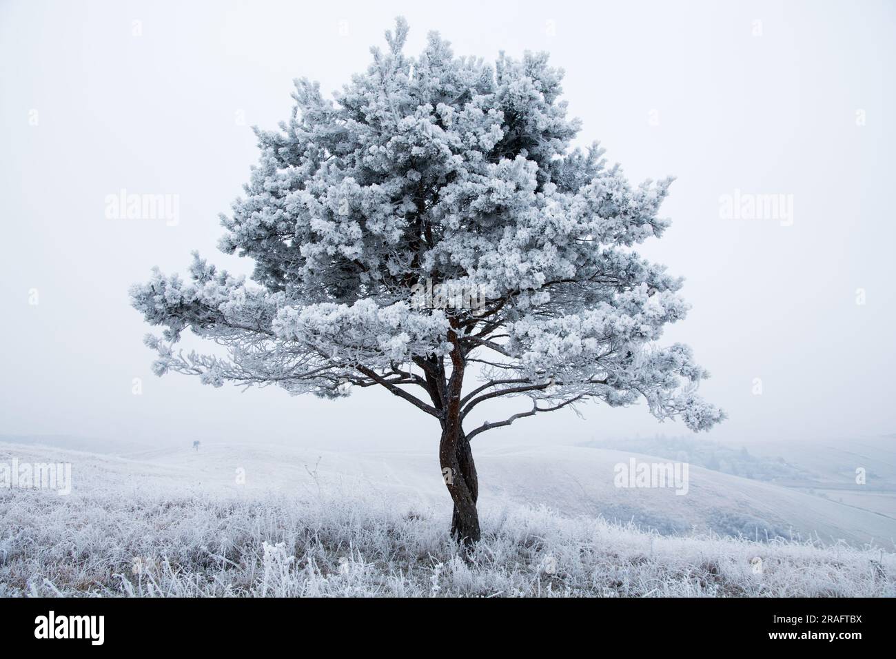 Lonely tree in frozen hi-res stock photography and images - Alamy