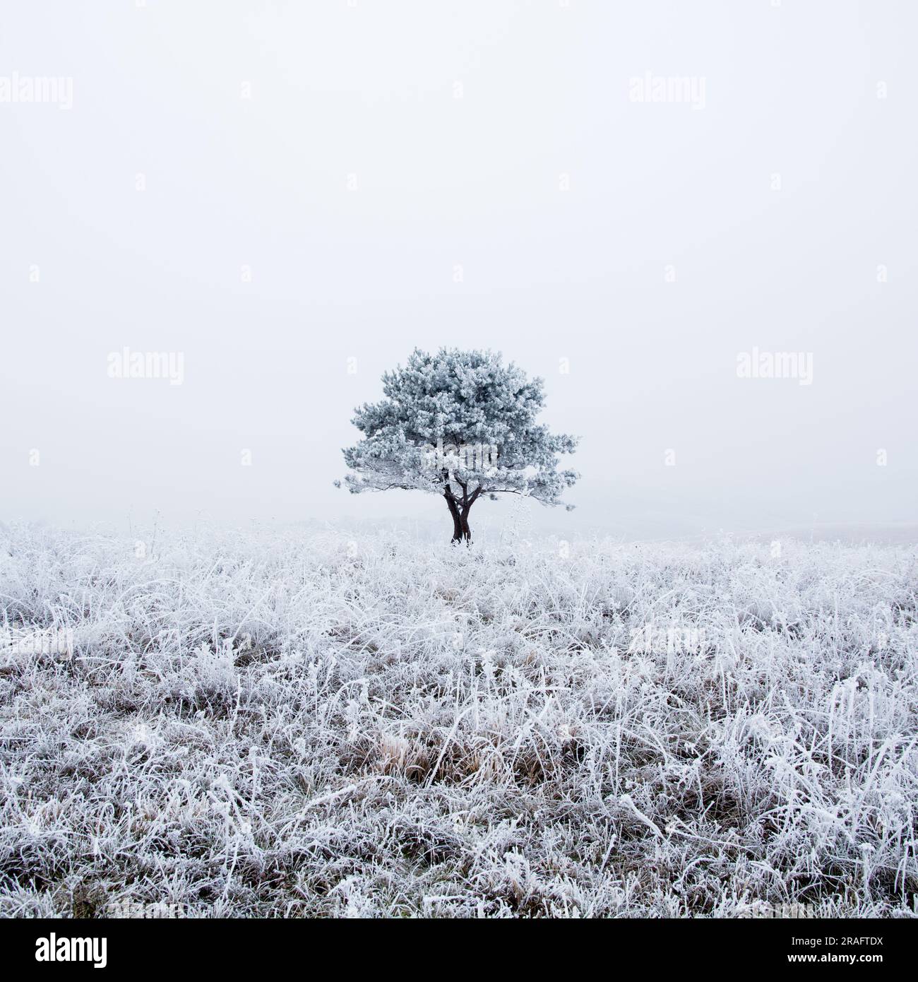 Lonely tree in frozen hi-res stock photography and images - Alamy