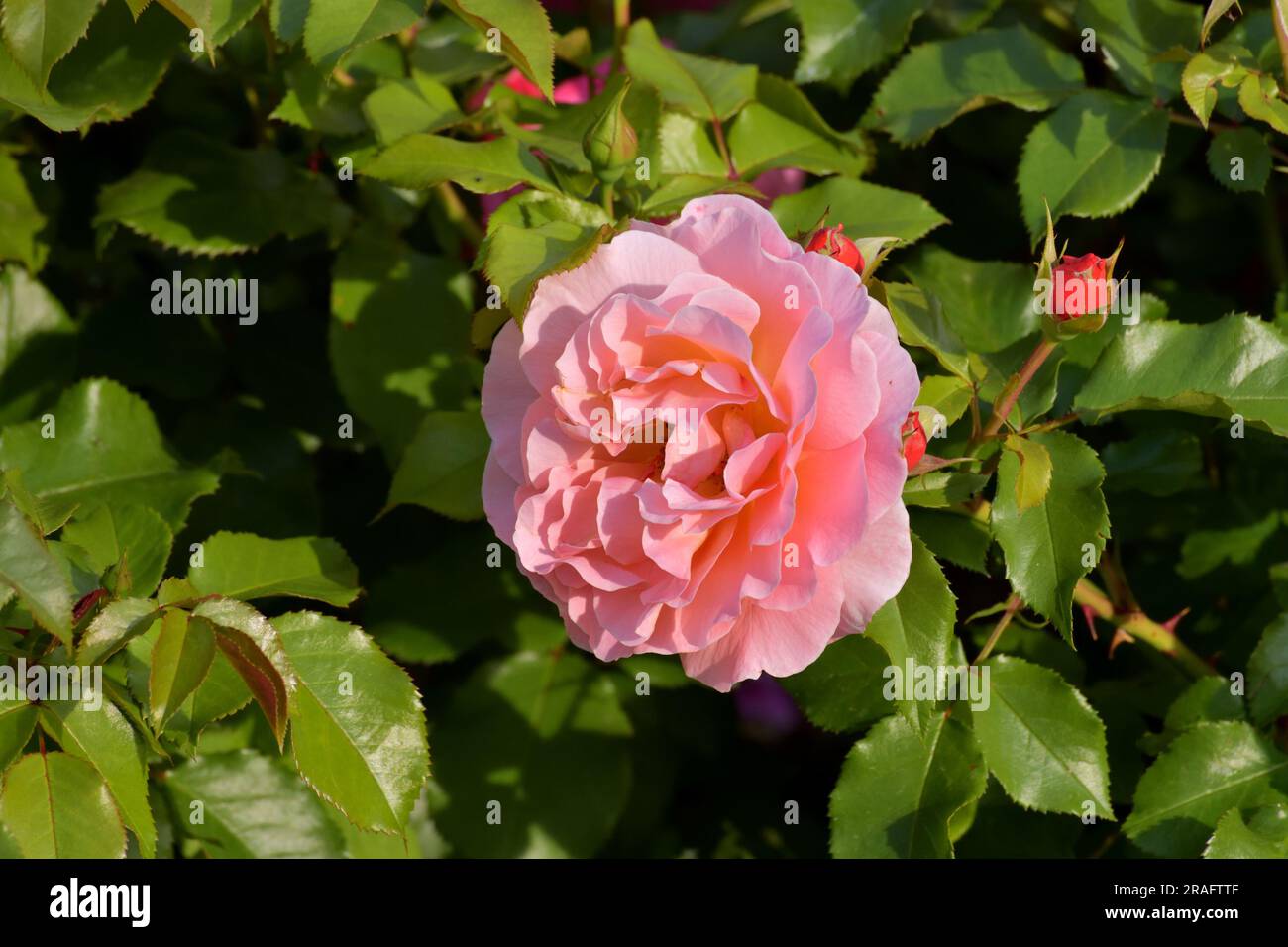 Beautiful large pink rose on bush Stock Photo - Alamy