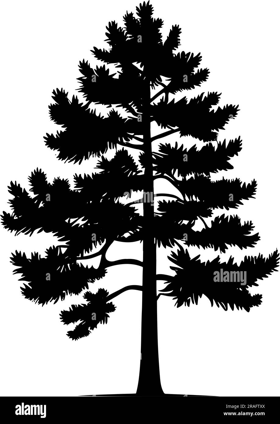 Conifer tree silhouette isolated on white background. vector ...