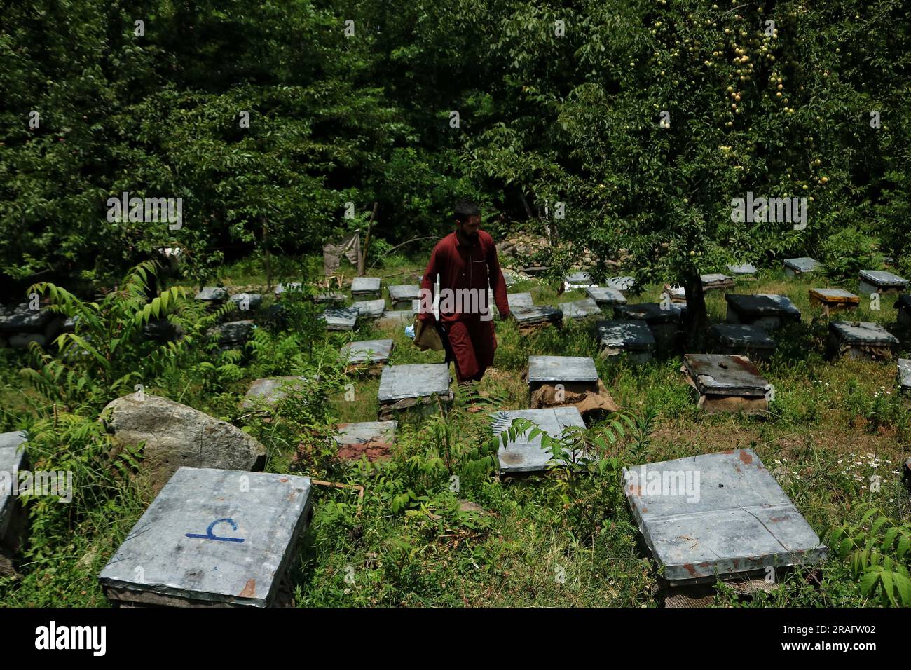 Srinagar, India. 03rd July, 2023. July 03, 2023, Srinagar Kashmir ...