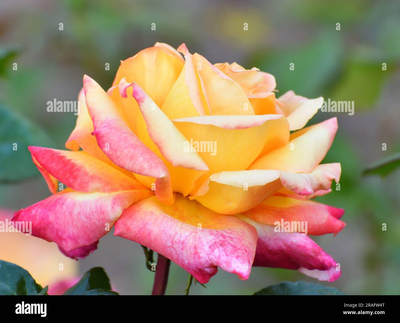 Beautiful large pink and yellow rose on a bush Stock Photo - Alamy