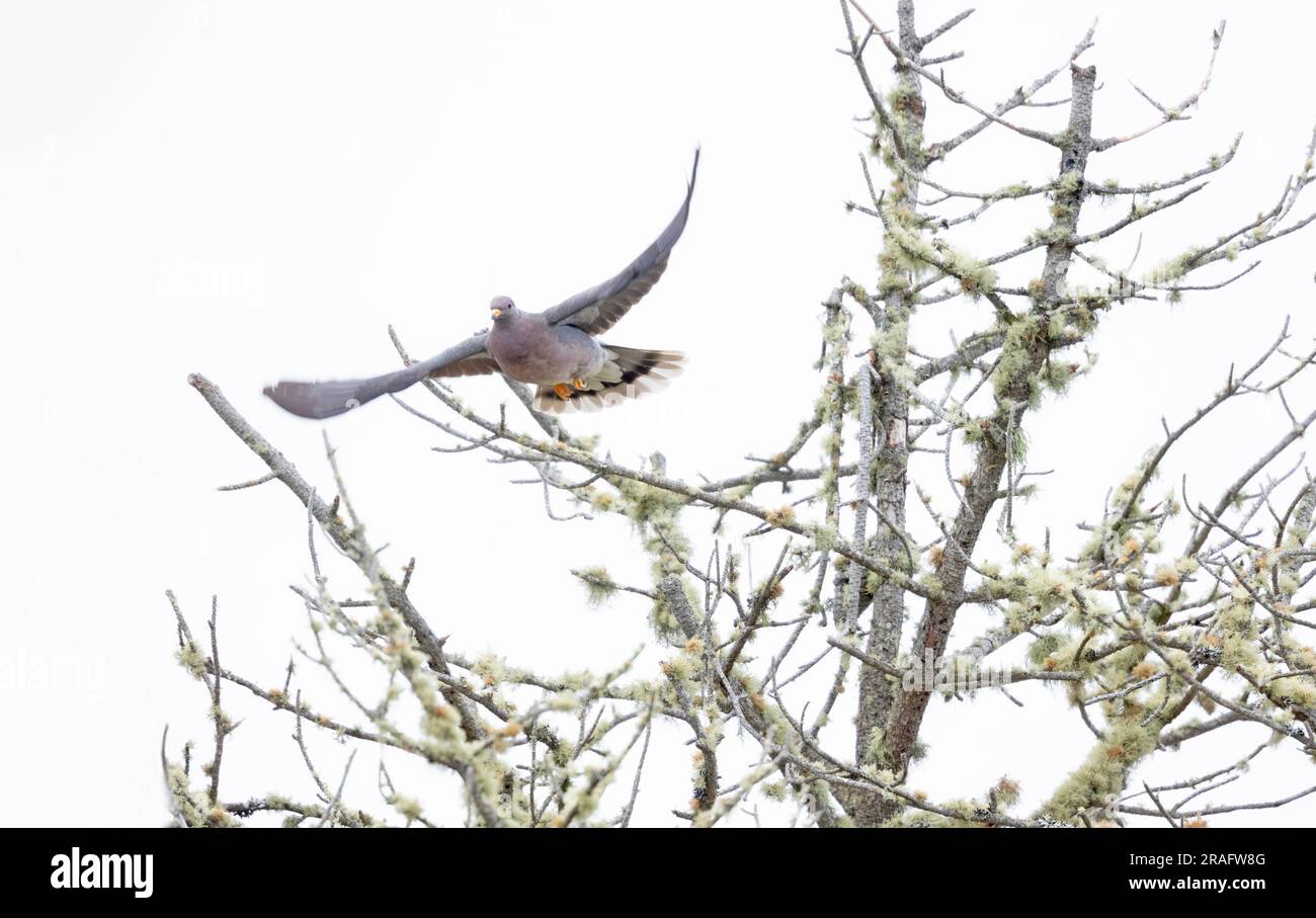 Dove in flight hi-res stock photography and images - Alamy