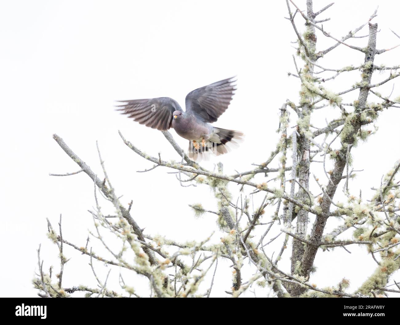 Eurasian collared Dove in Flight Stock Photo - Alamy