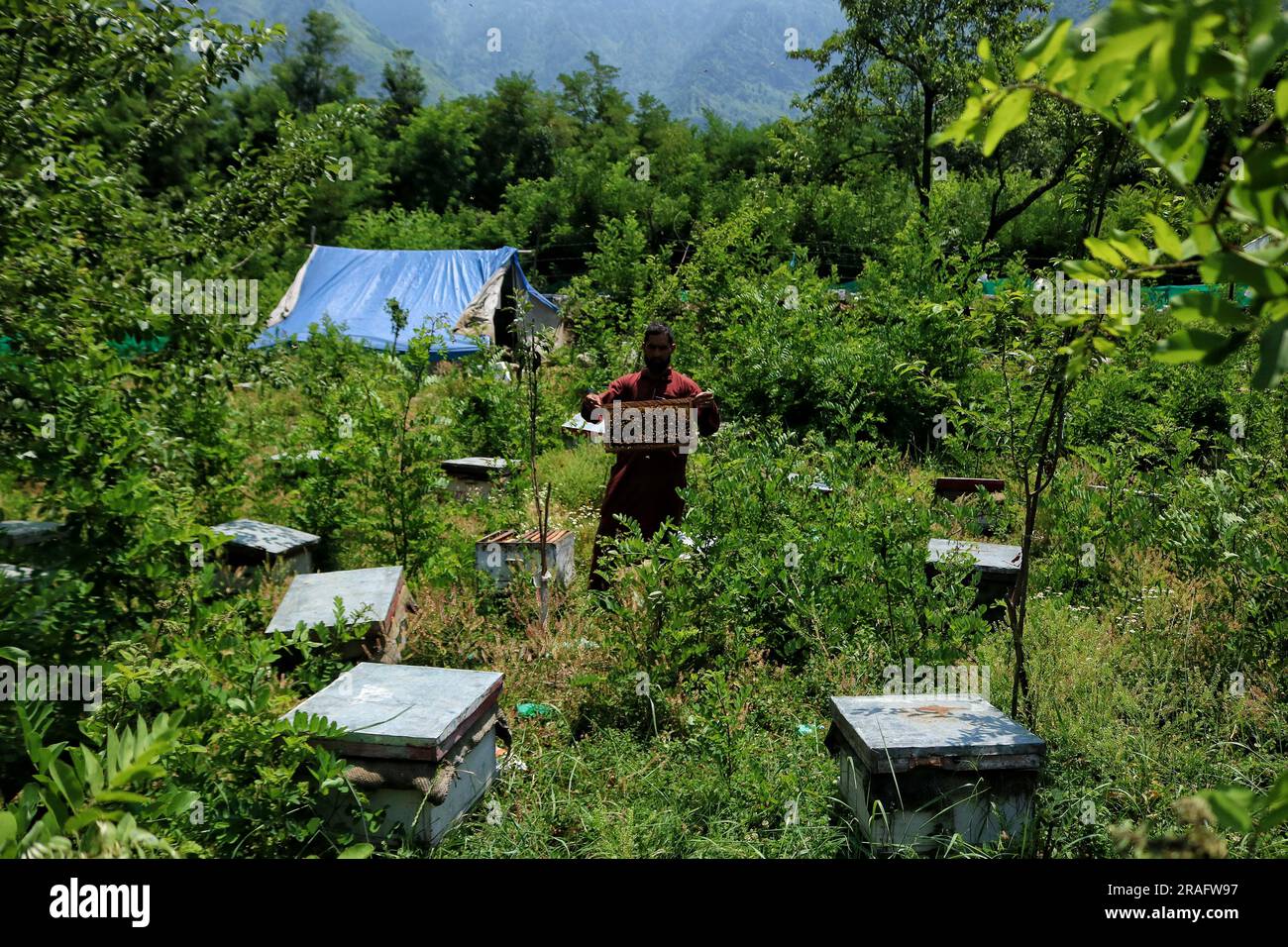 Srinagar Kashmir, India. 03rd July, 2023. A Kashmiri beekeeper, shows a ...