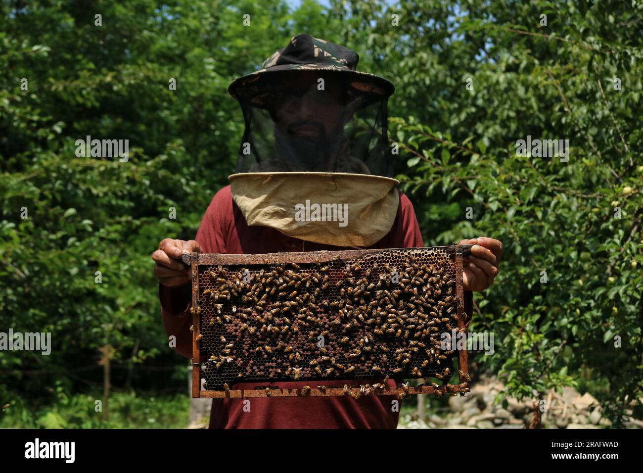 Image of honey farming hi-res stock photography and images - Alamy