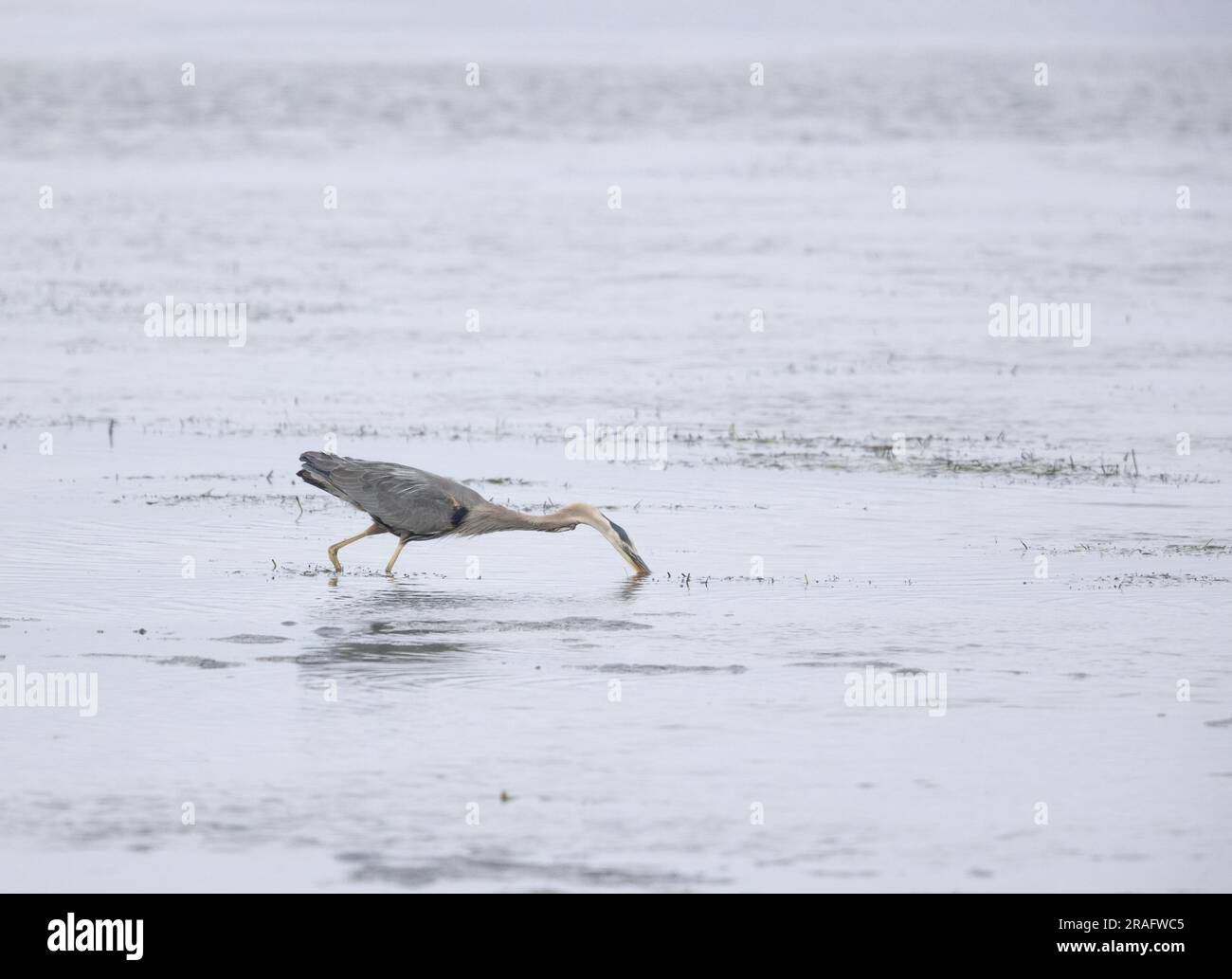 Striking at fish hi-res stock photography and images - Alamy