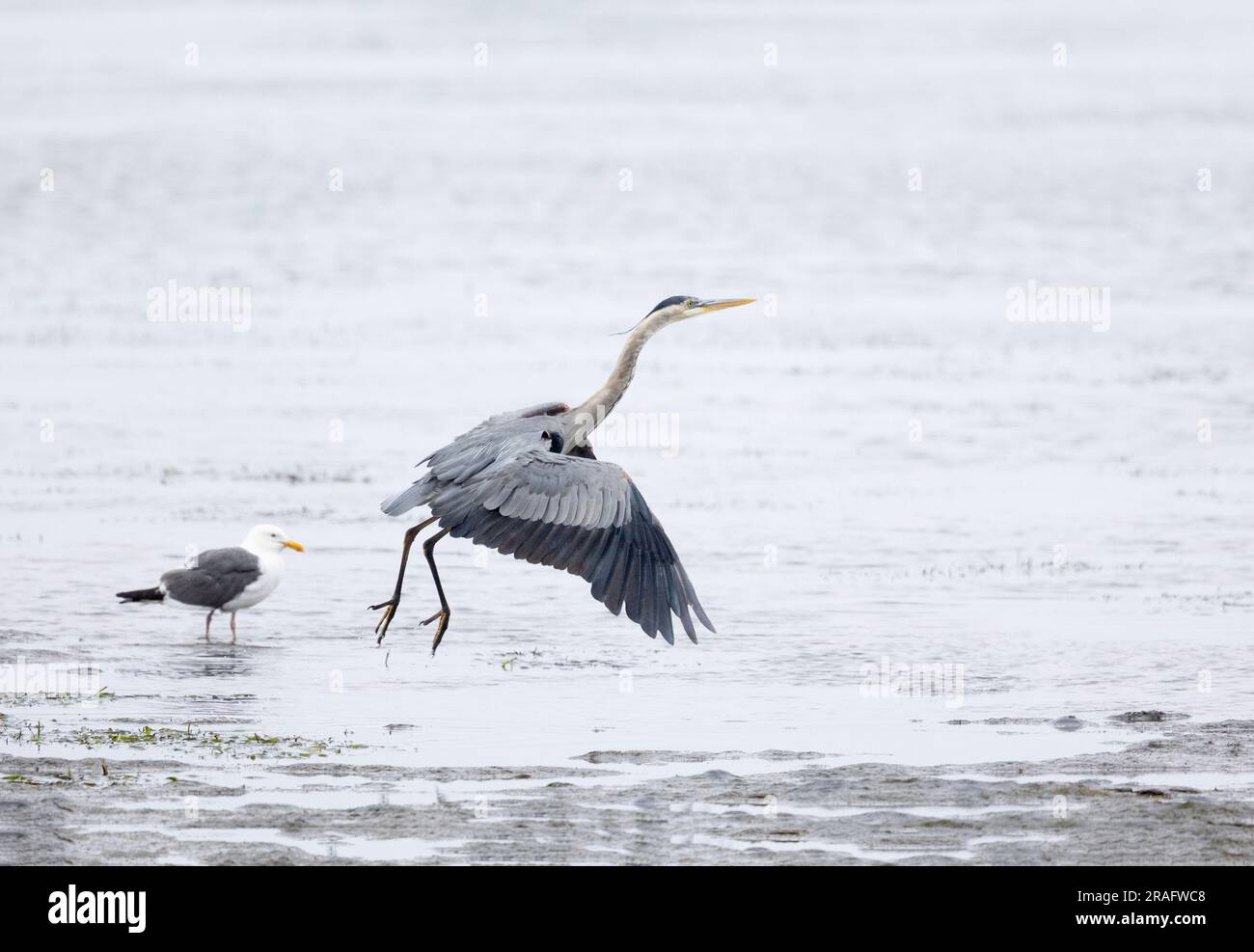 Great Blue Heron Taking off Stock Photo - Alamy