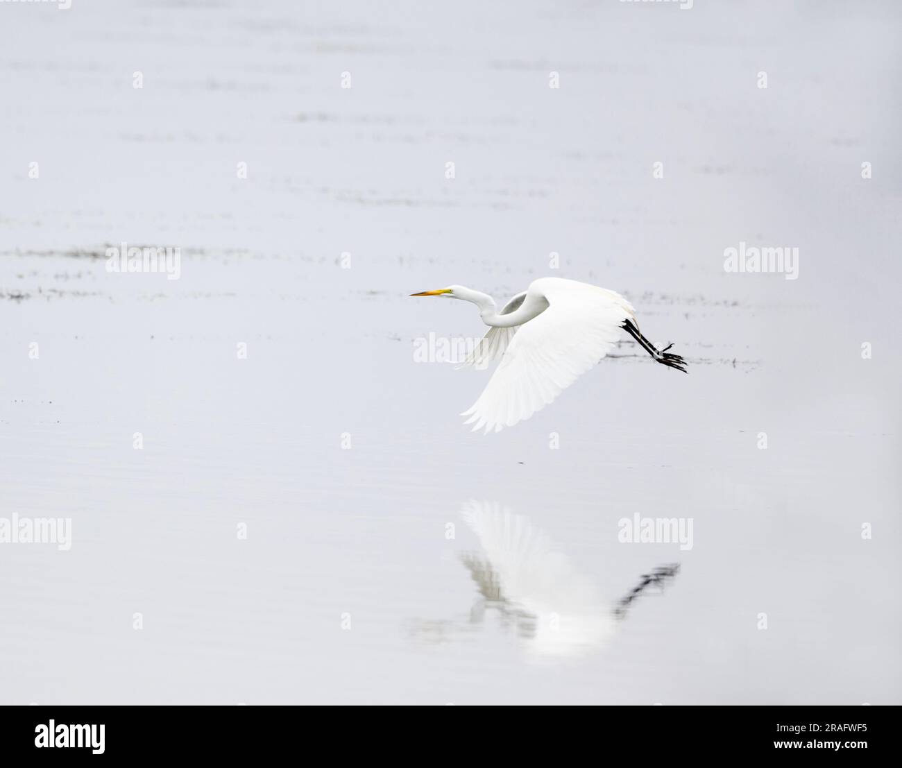 Great Egret Flying wings down Stock Photo - Alamy