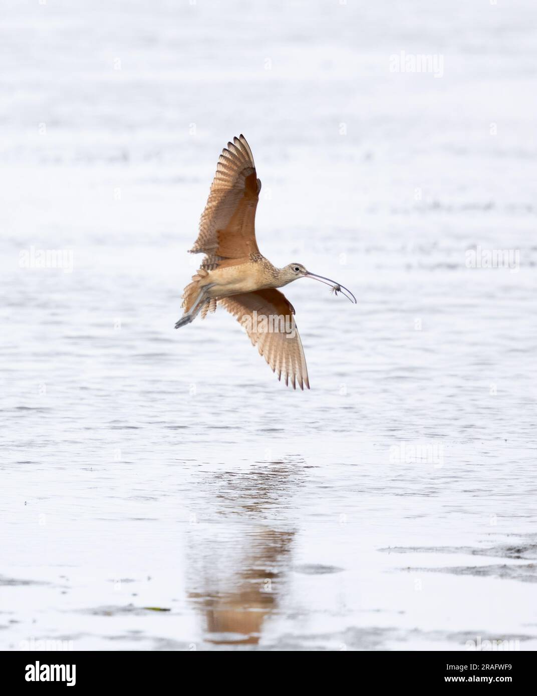 Curlew flying hi-res stock photography and images - Alamy