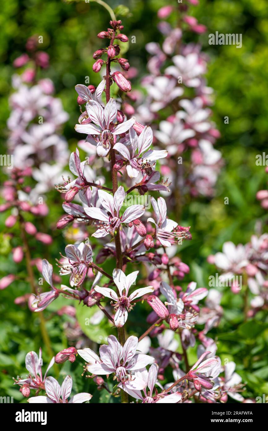 Close up of burning bush (dictamnus albus) flowers in bloom Stock Photo ...