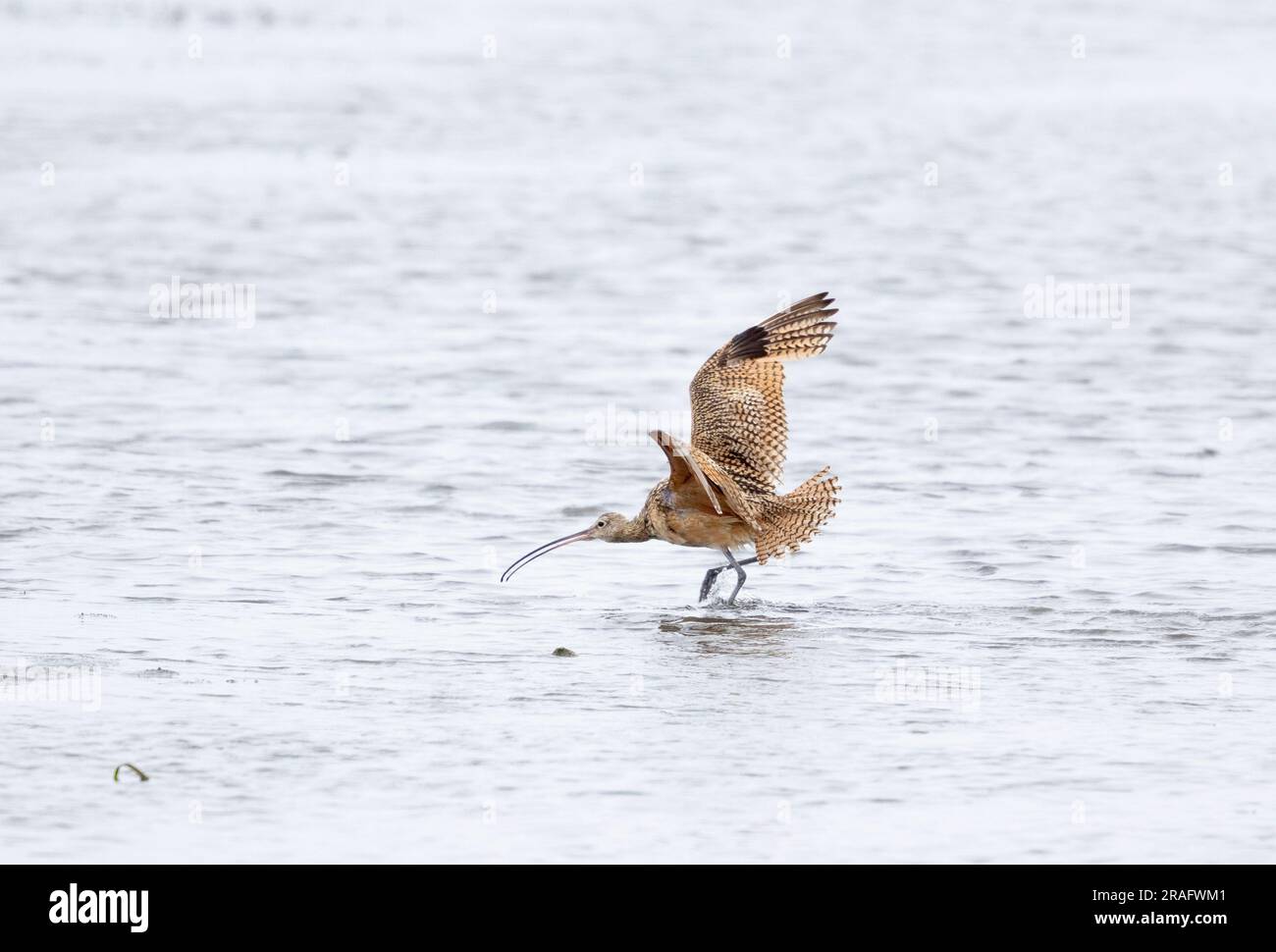 Long billed Curlew wings and tail spread Stock Photo - Alamy