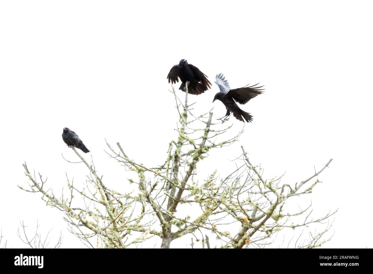 Three american crows on pine tree hi-res stock photography and images ...
