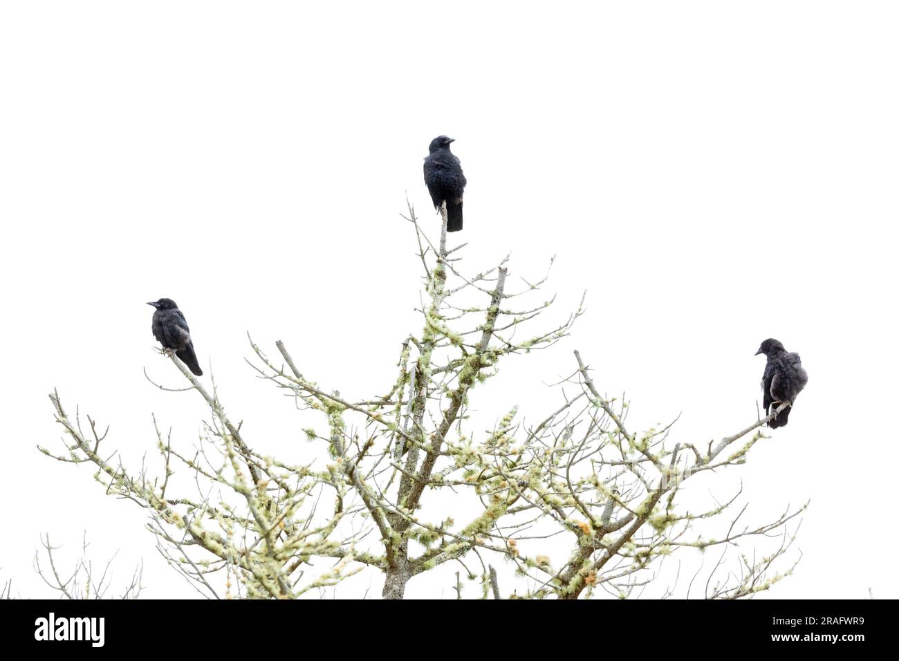 Three American Crows on Pine Tree Stock Photo - Alamy