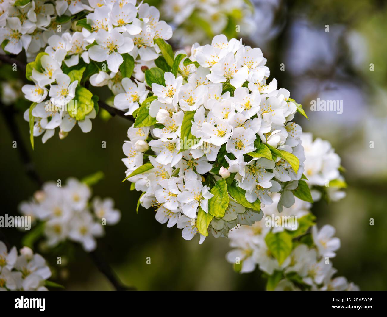 Spring time day white hi-res stock photography and images - Alamy