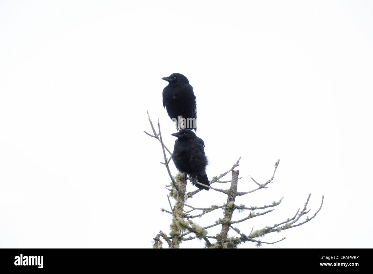 Two american crows on pine tree hi-res stock photography and images - Alamy