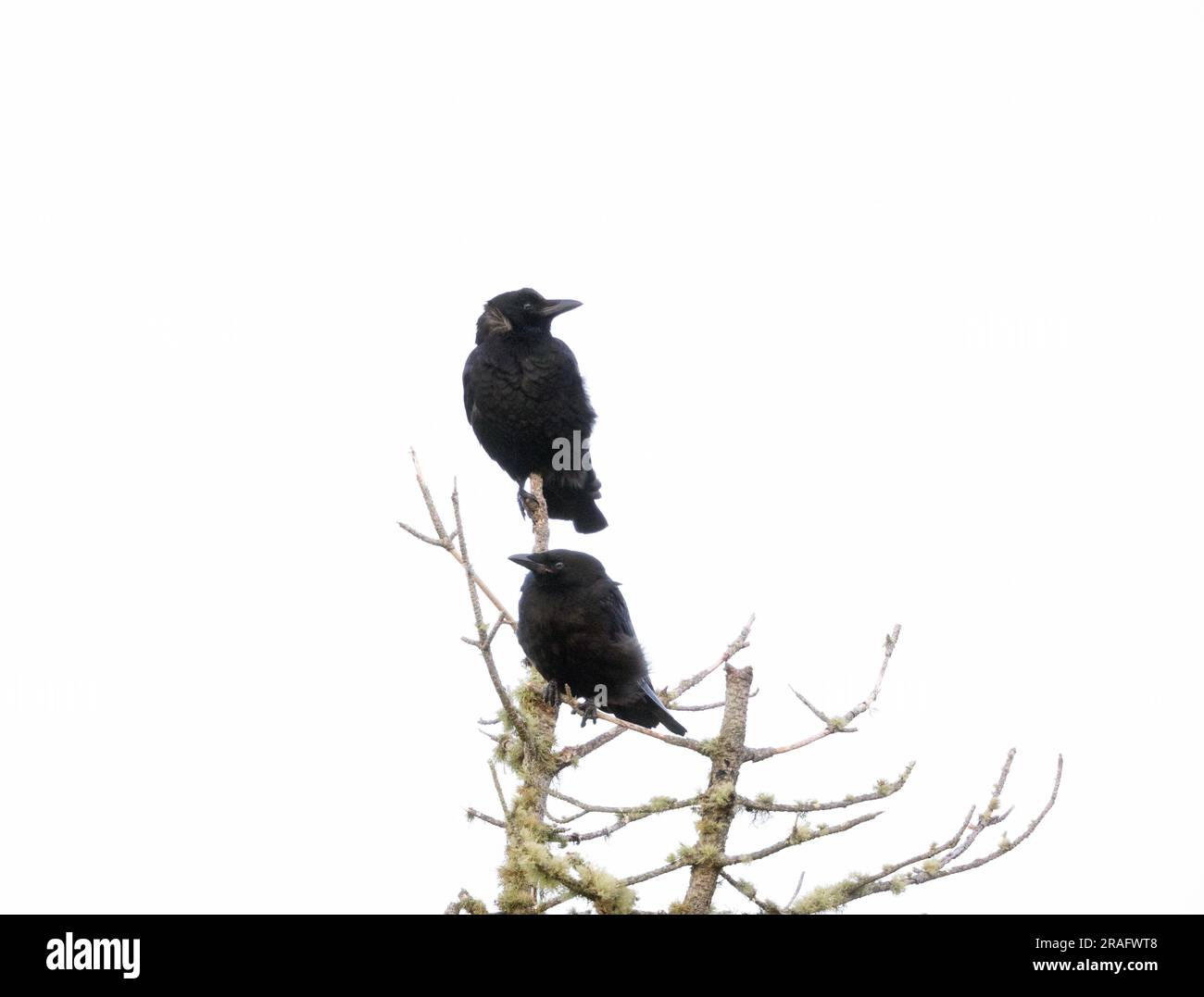 Two american crows on pine tree hi-res stock photography and images - Alamy