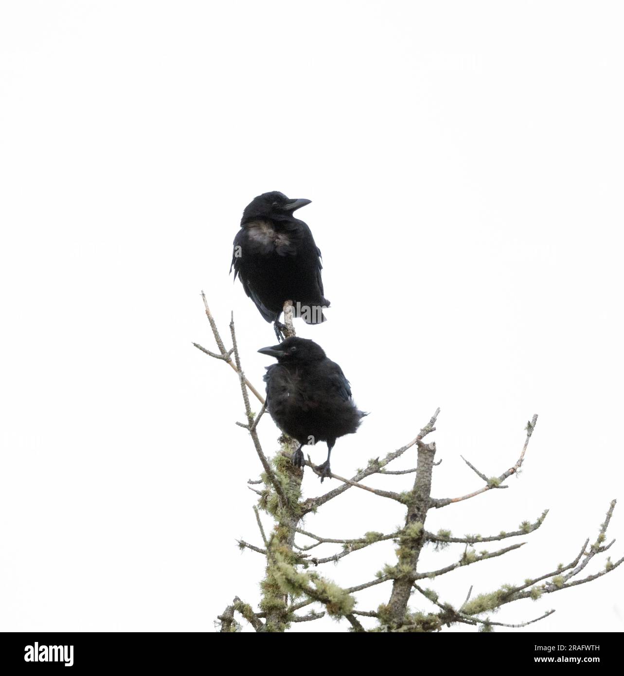 Two American Crows on Pine Tree Stock Photo - Alamy